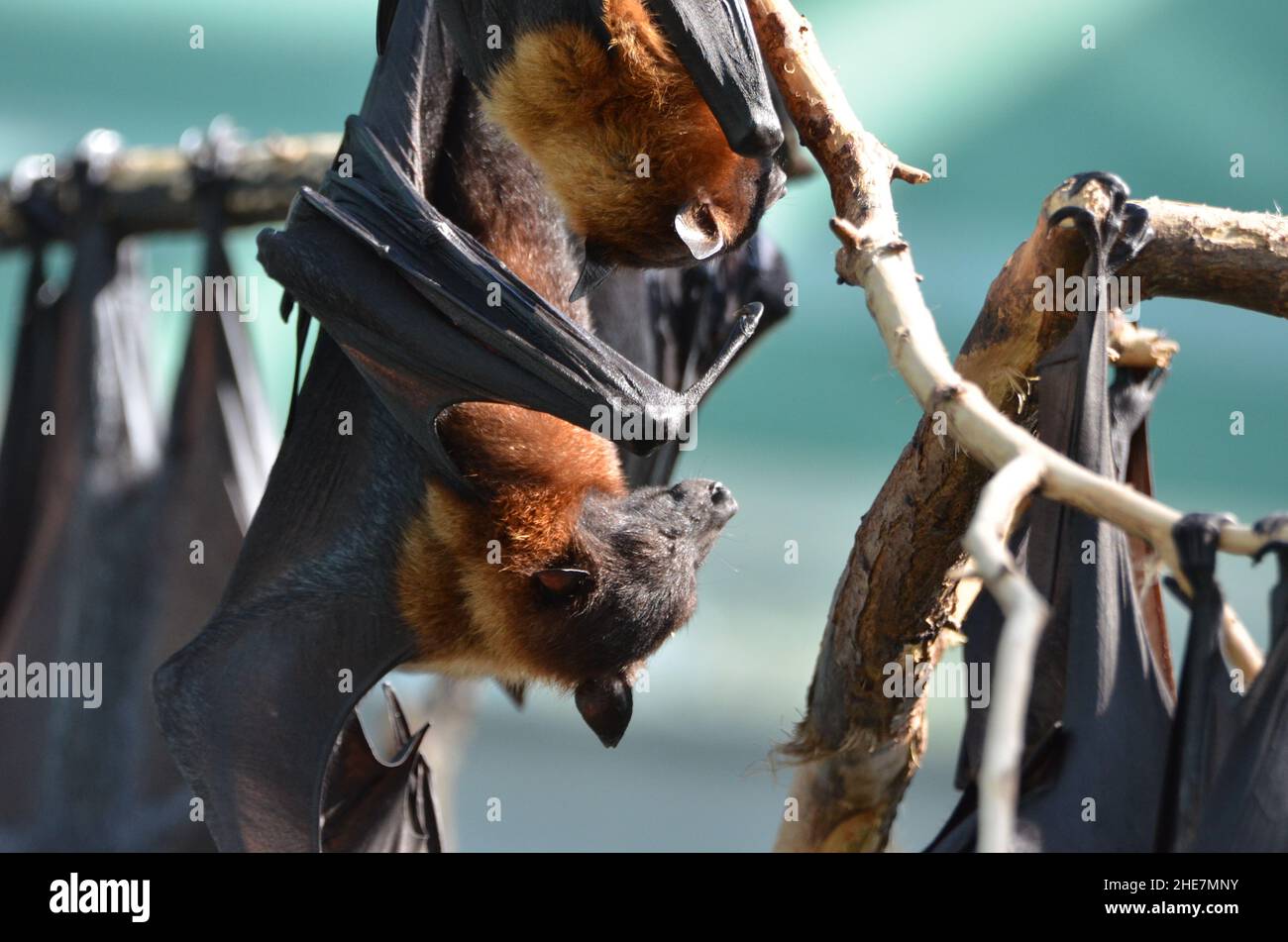 Flying fox detail hi-res stock photography and images - Alamy