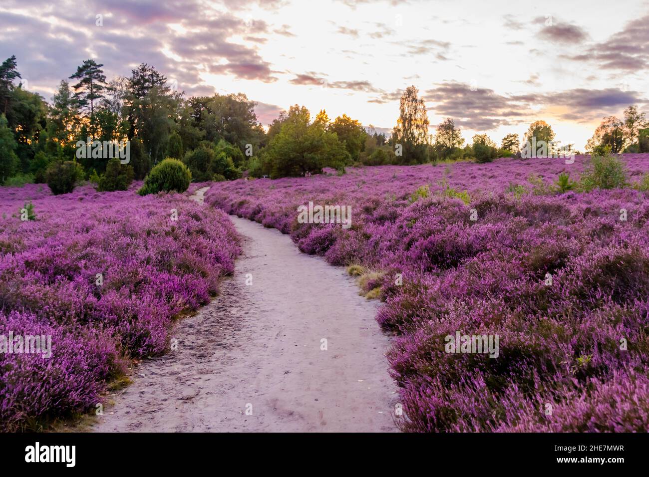 Lüneburger Heide am Wietzer Berg am Abend Stock Photo - Alamy