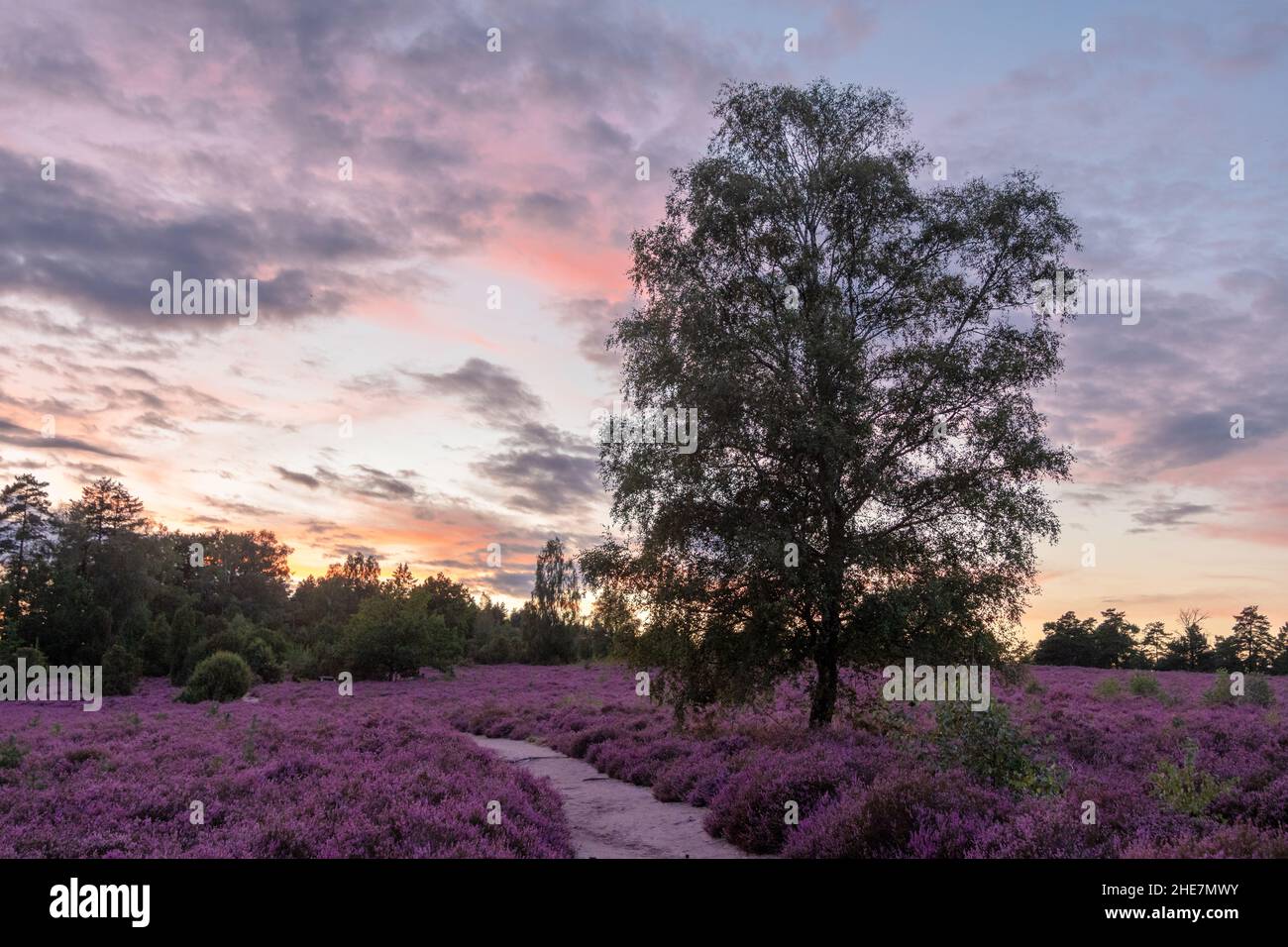 Lüneburger Heide am Wietzer Berg am Abend Stock Photo - Alamy