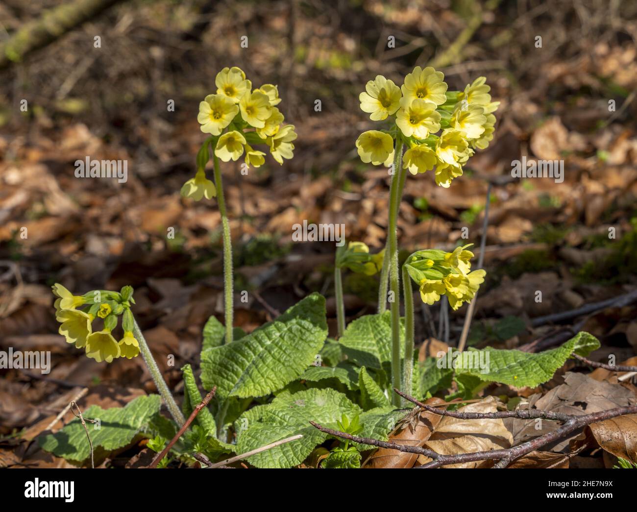 Yellow flowering true oxlip primula elatior in spring hi-res stock ...