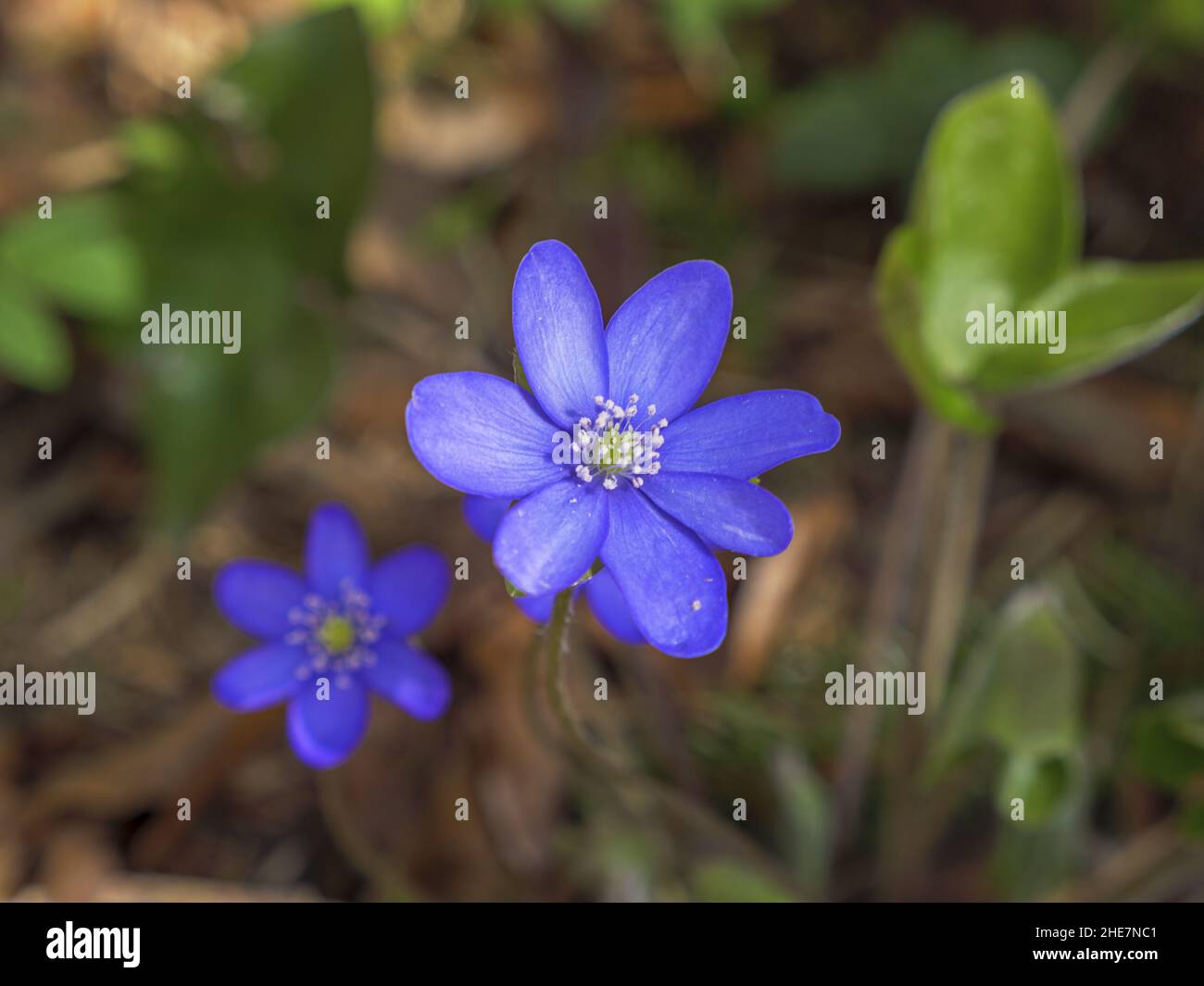Liverflower (Hepatica nobilis Stock Photo - Alamy