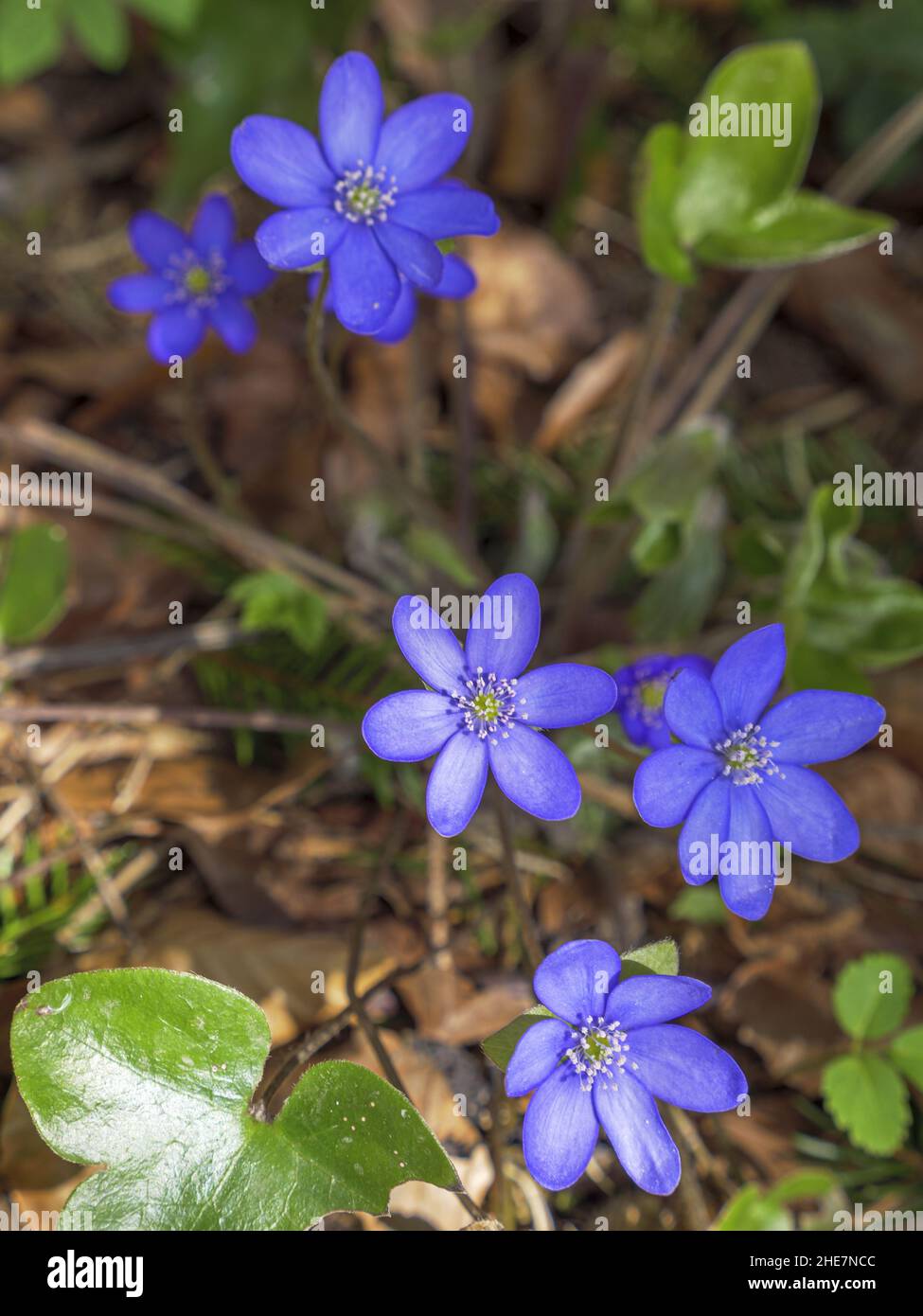 Liverflower (Hepatica nobilis Stock Photo - Alamy