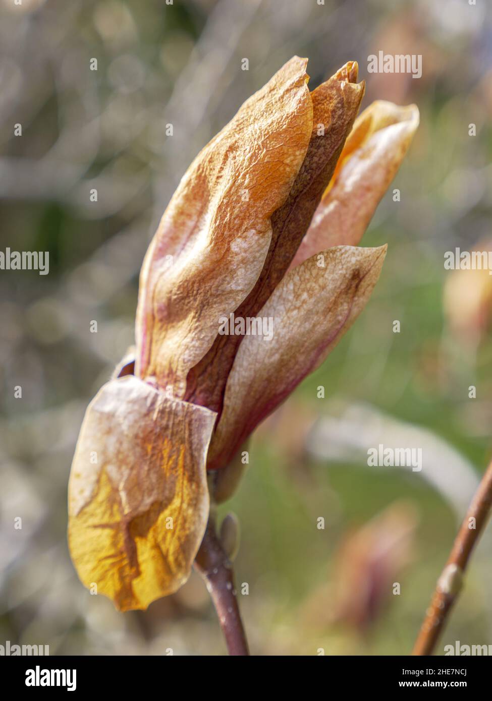Frozen blossom of magnolia Stock Photo - Alamy