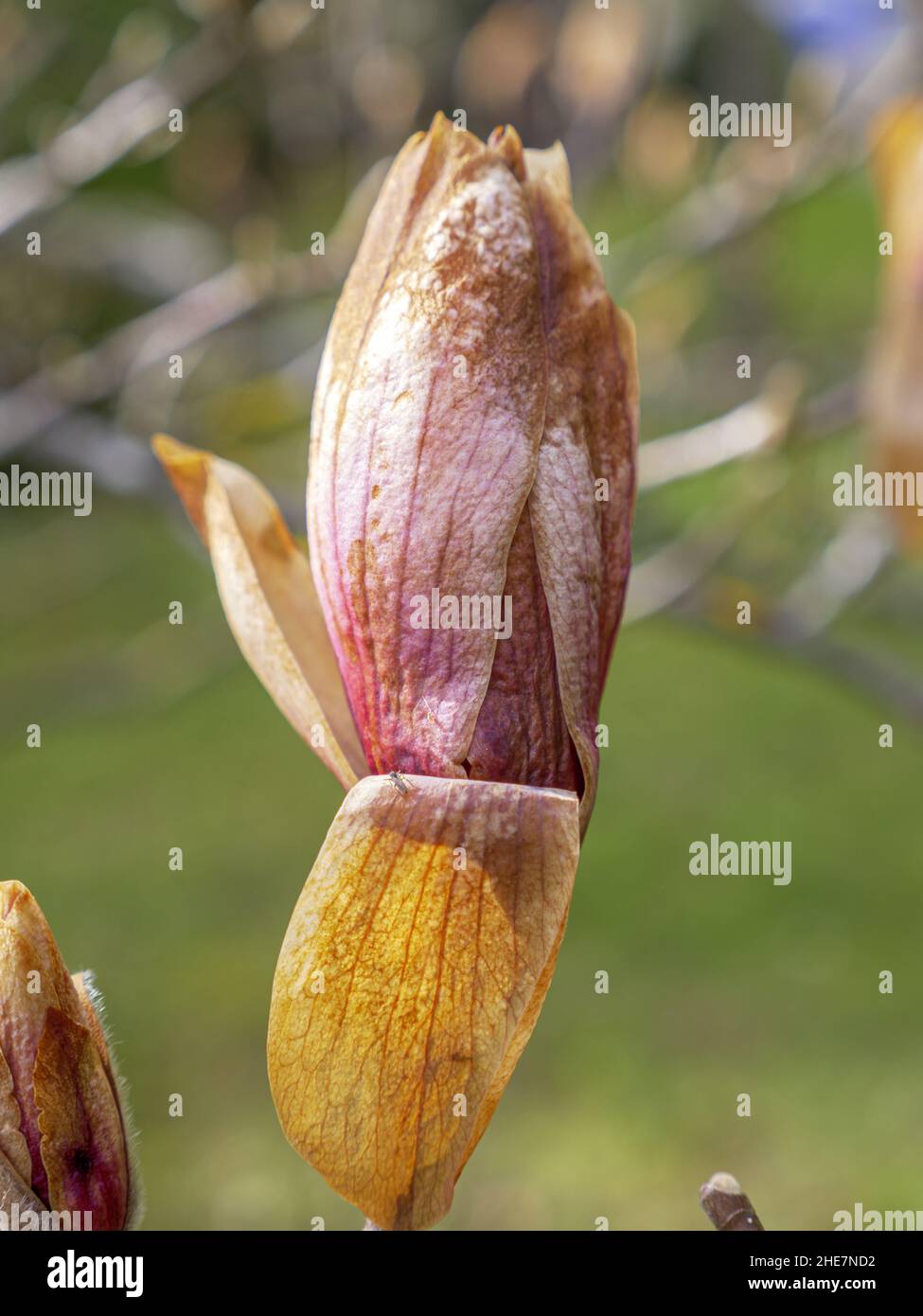Frozen blossom of magnolia Stock Photo - Alamy