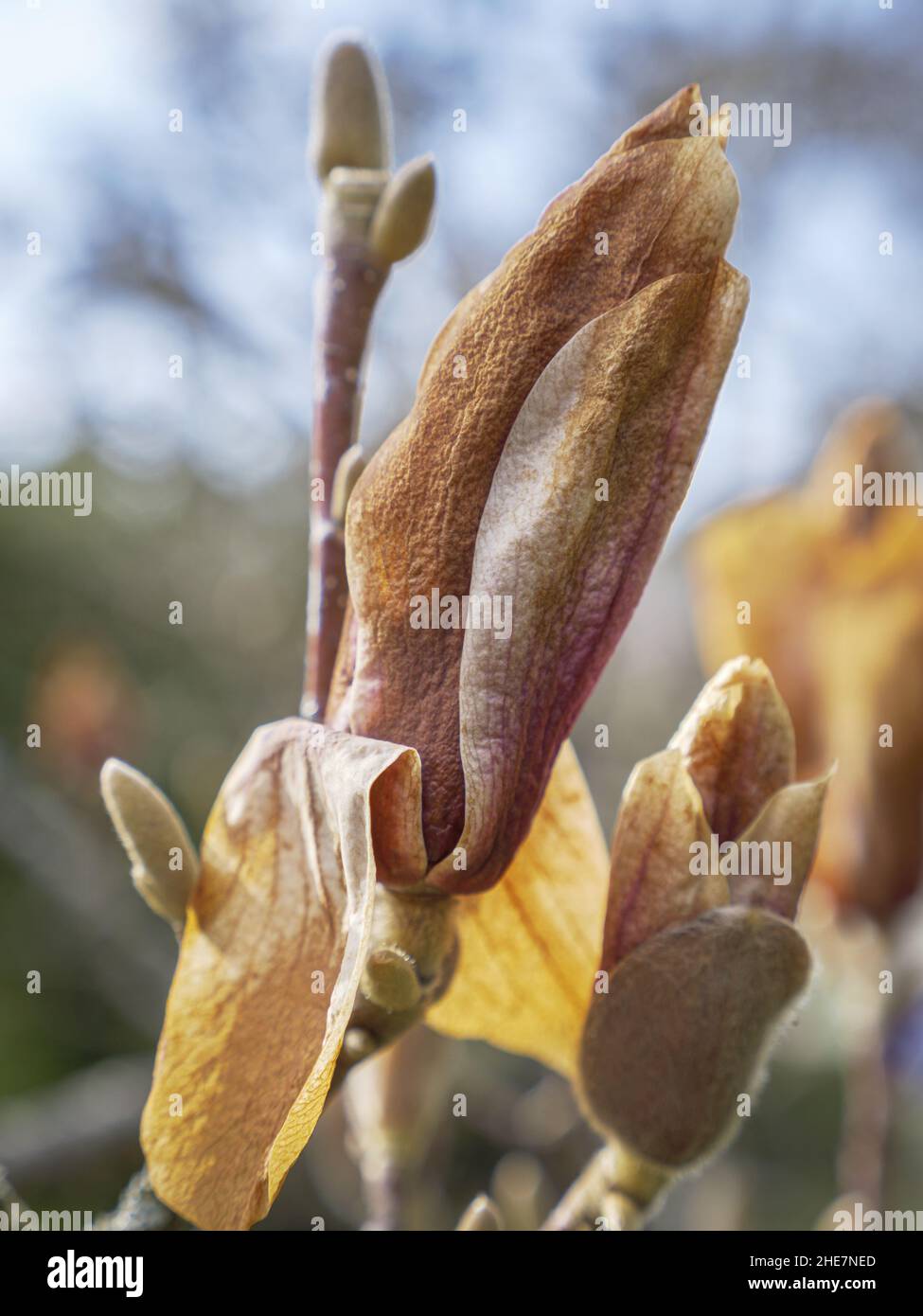 Frozen blossom of magnolia Stock Photo - Alamy