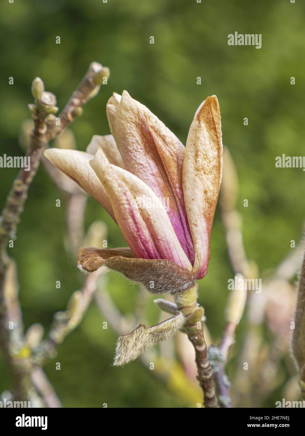 Frozen blossom of magnolia Stock Photo - Alamy