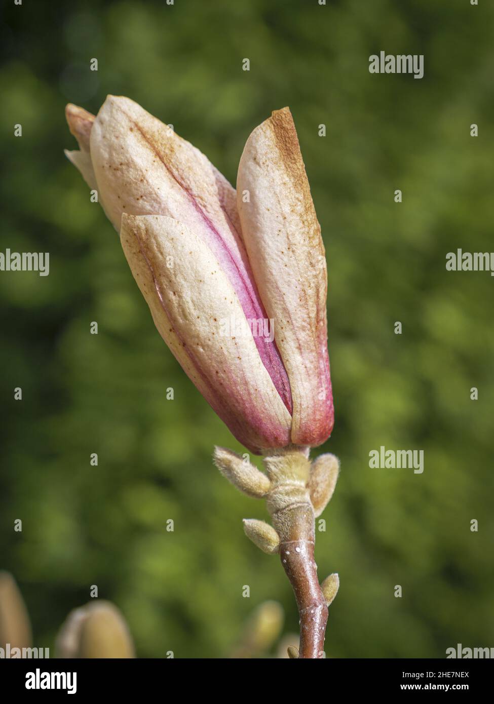 Frozen blossom of magnolia Stock Photo - Alamy