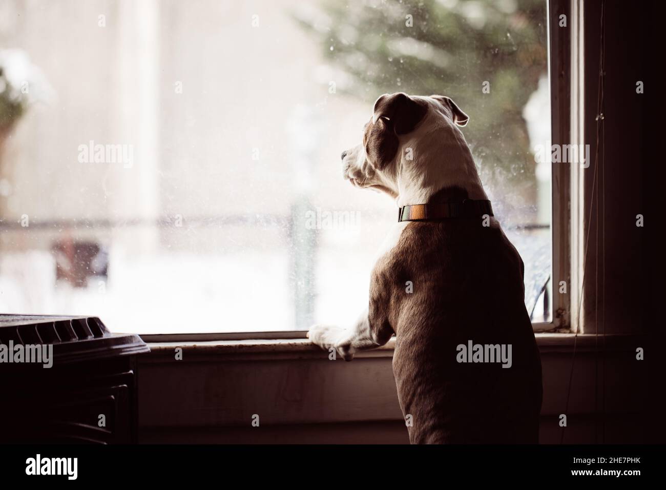 Dogs Looking out a Nose Stained Window Barking as People Pass By Stock ...