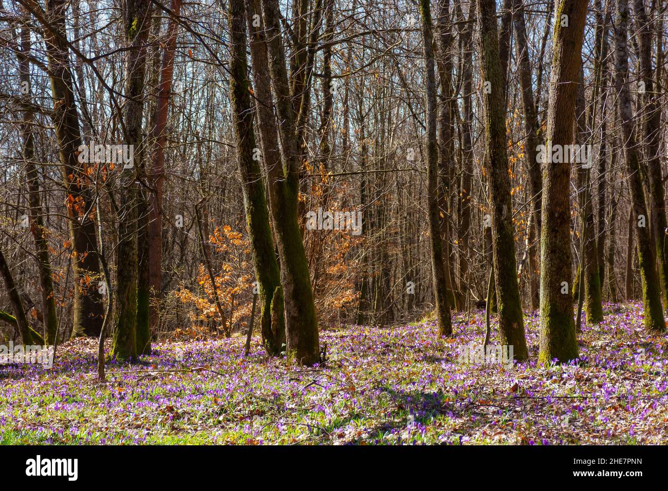 blooming crocus flowers in springtime. leafless trees in the forest ...