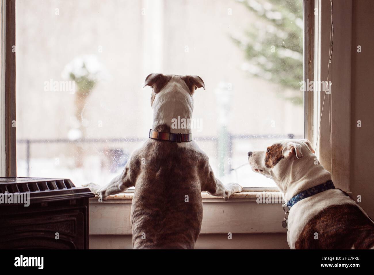 Dogs Looking out a Nose Stained Window Barking as People Pass By Stock ...