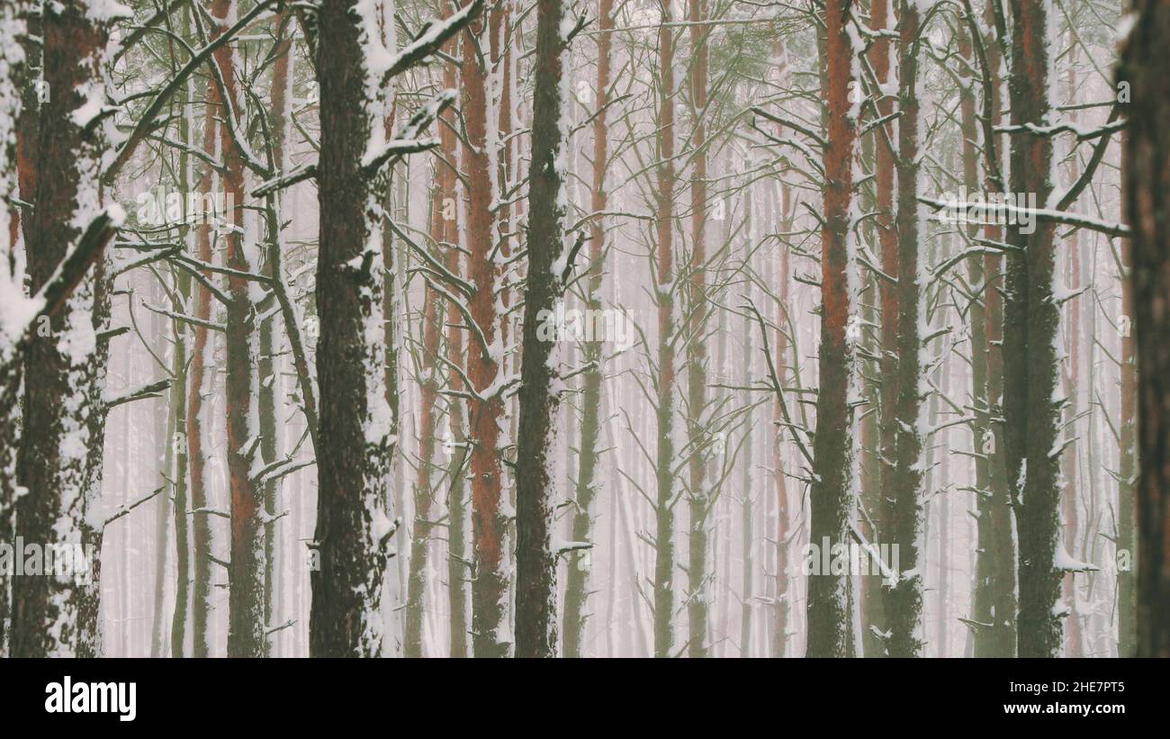 4K Beautiful Snowy White Forest In Winter Frosty Day. Snowing In Winter ...