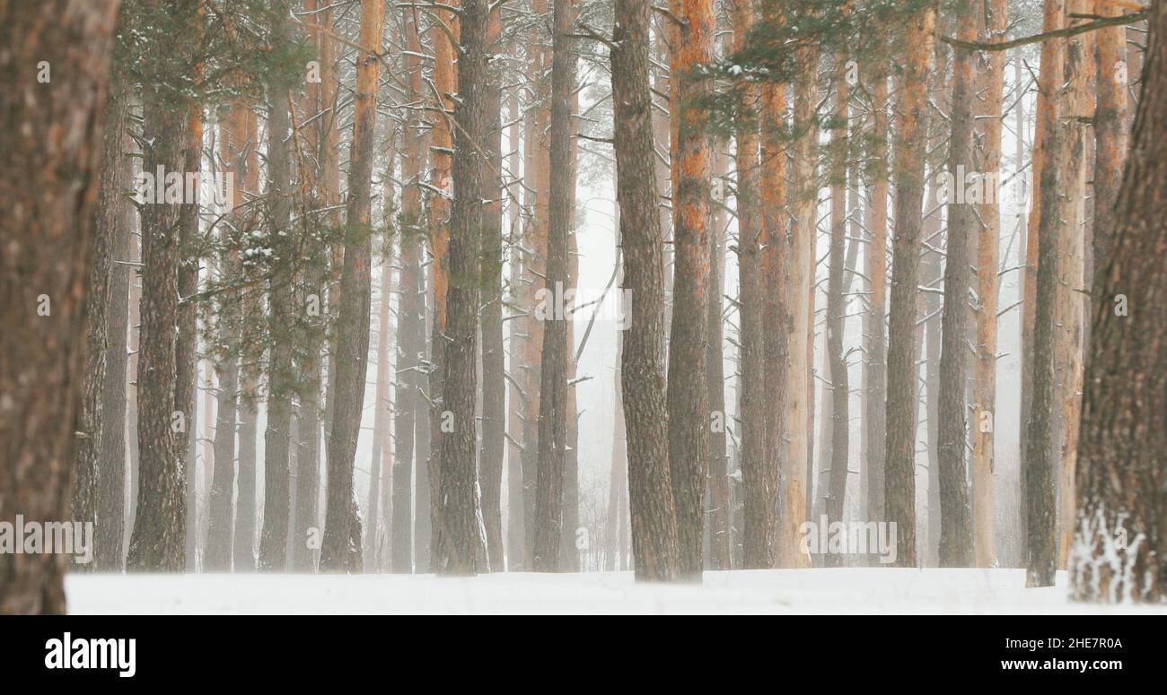 4K Beautiful Snowy Forest In Winter Frosty Day With Snow Cover. Snowing ...