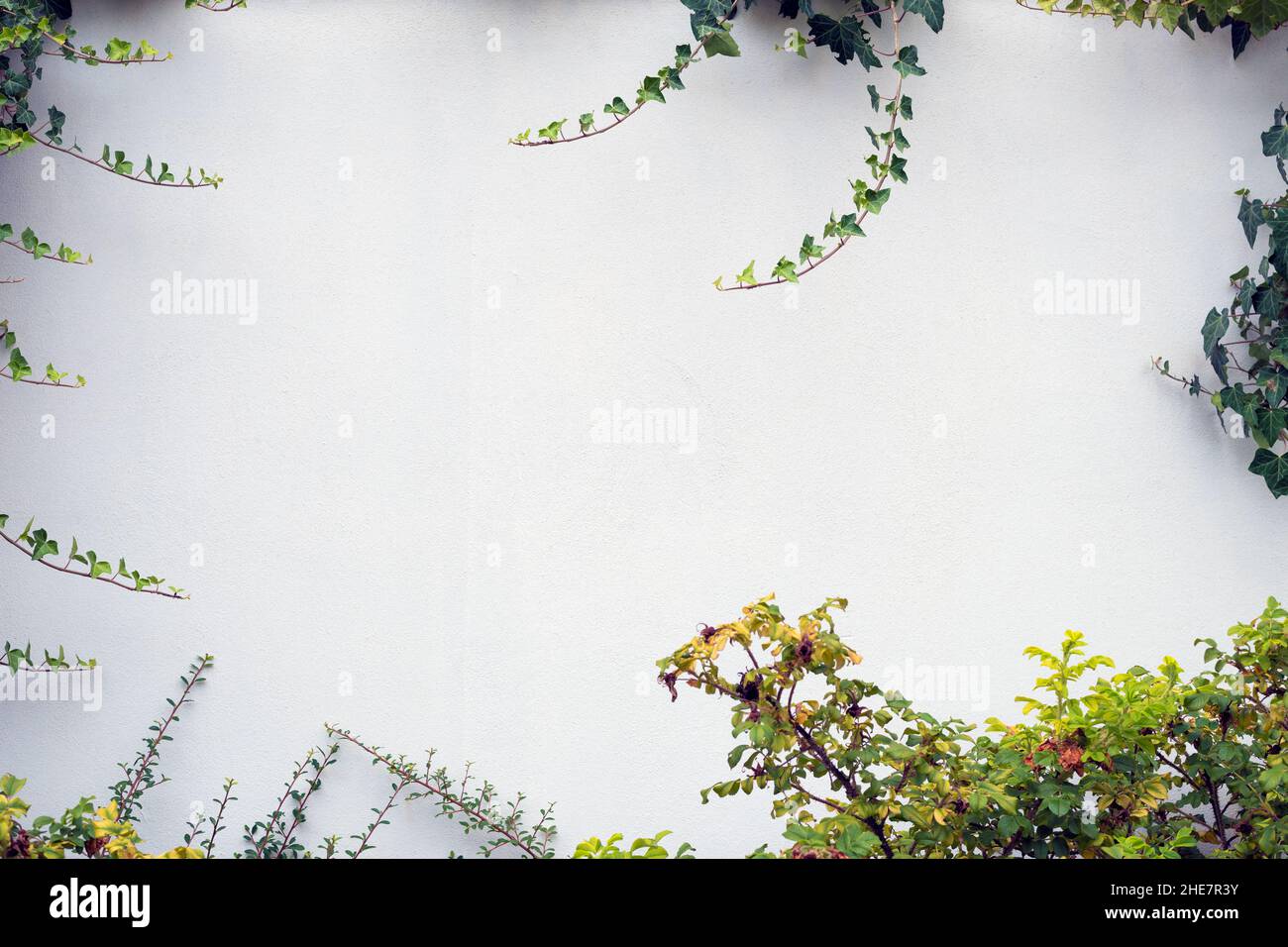 Ivy tree and baby hi-res stock photography and images - Alamy