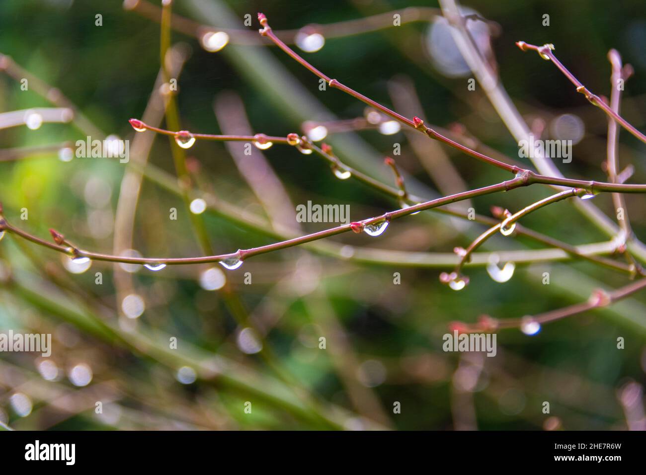 Tree with raindrops hi-res stock photography and images - Alamy
