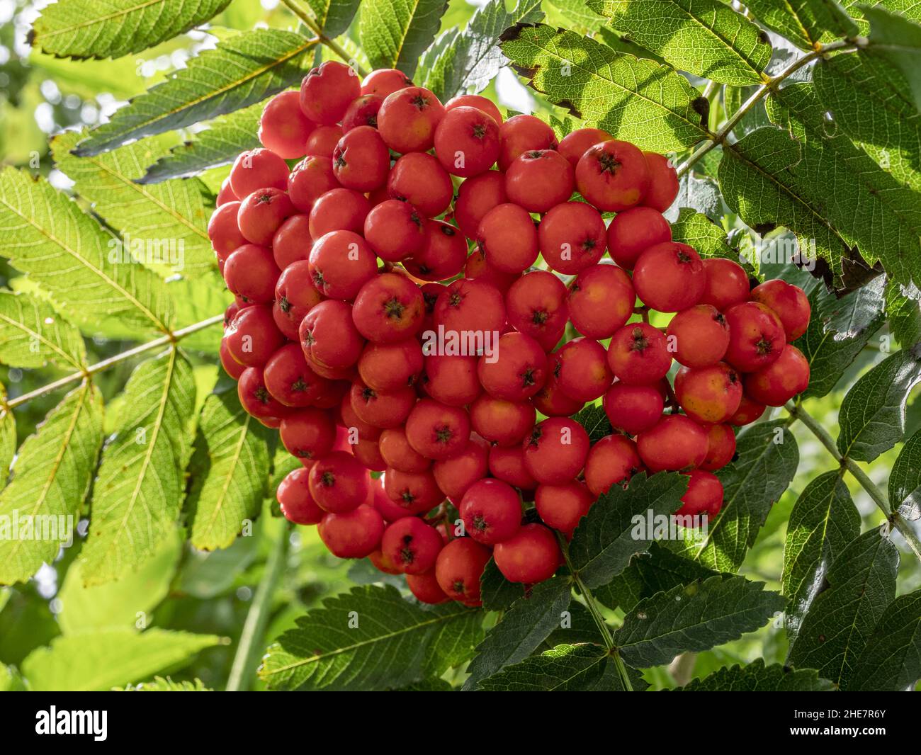 rowanberry, (Sorbus aucuparia Stock Photo - Alamy