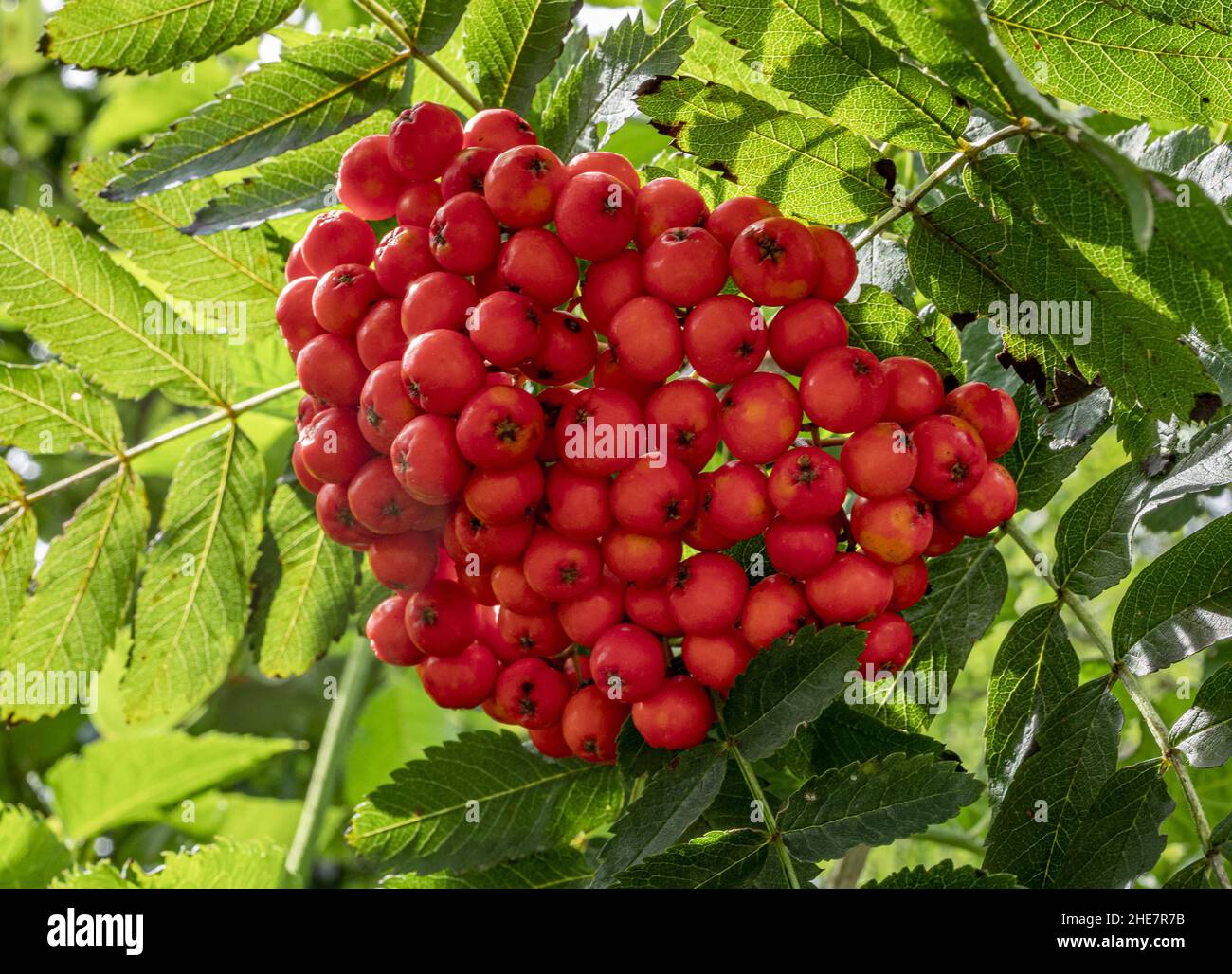 rowanberry, (Sorbus aucuparia Stock Photo - Alamy