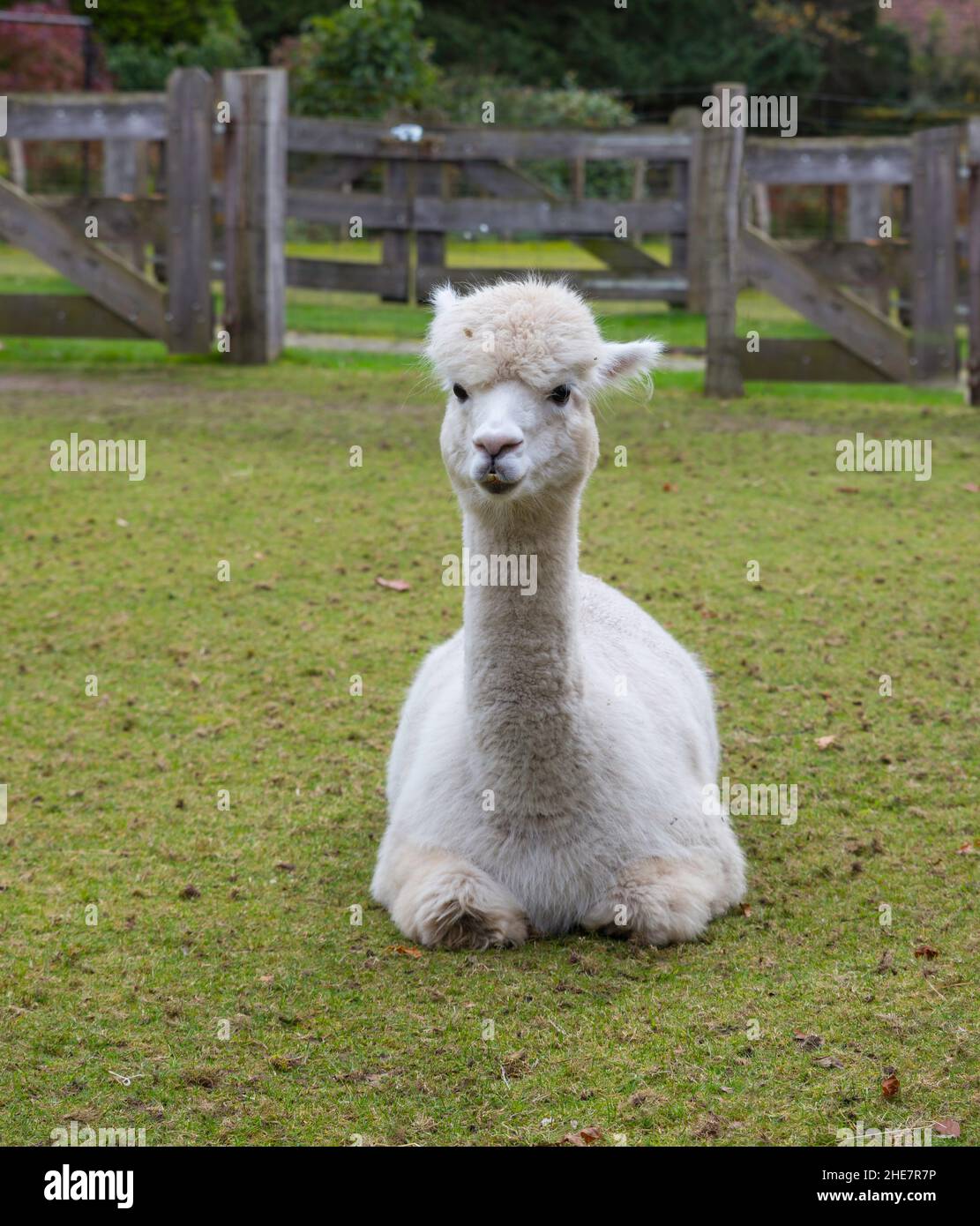 a young white alpaca in green field of grass Stock Photo - Alamy
