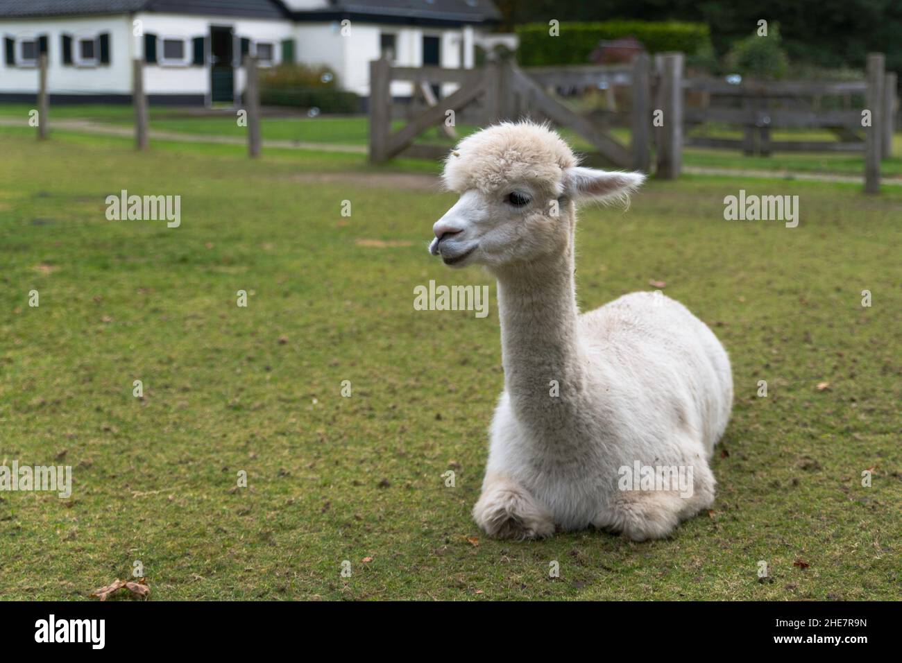 a young white alpaca in green field of grass Stock Photo - Alamy