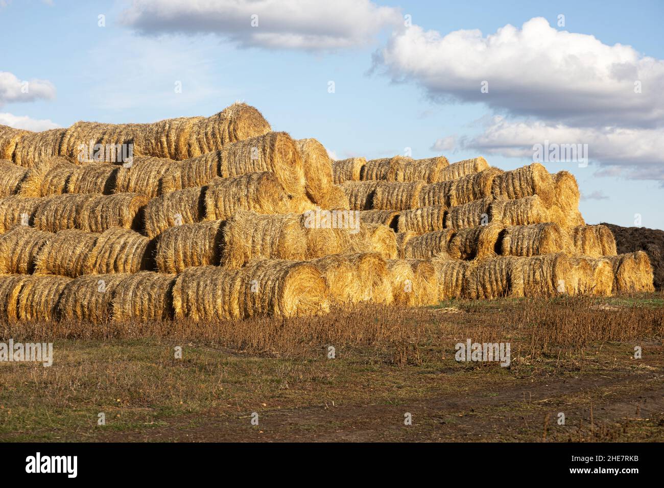 Heap of haystack rolls placed on each other creating hay hills on wet ...