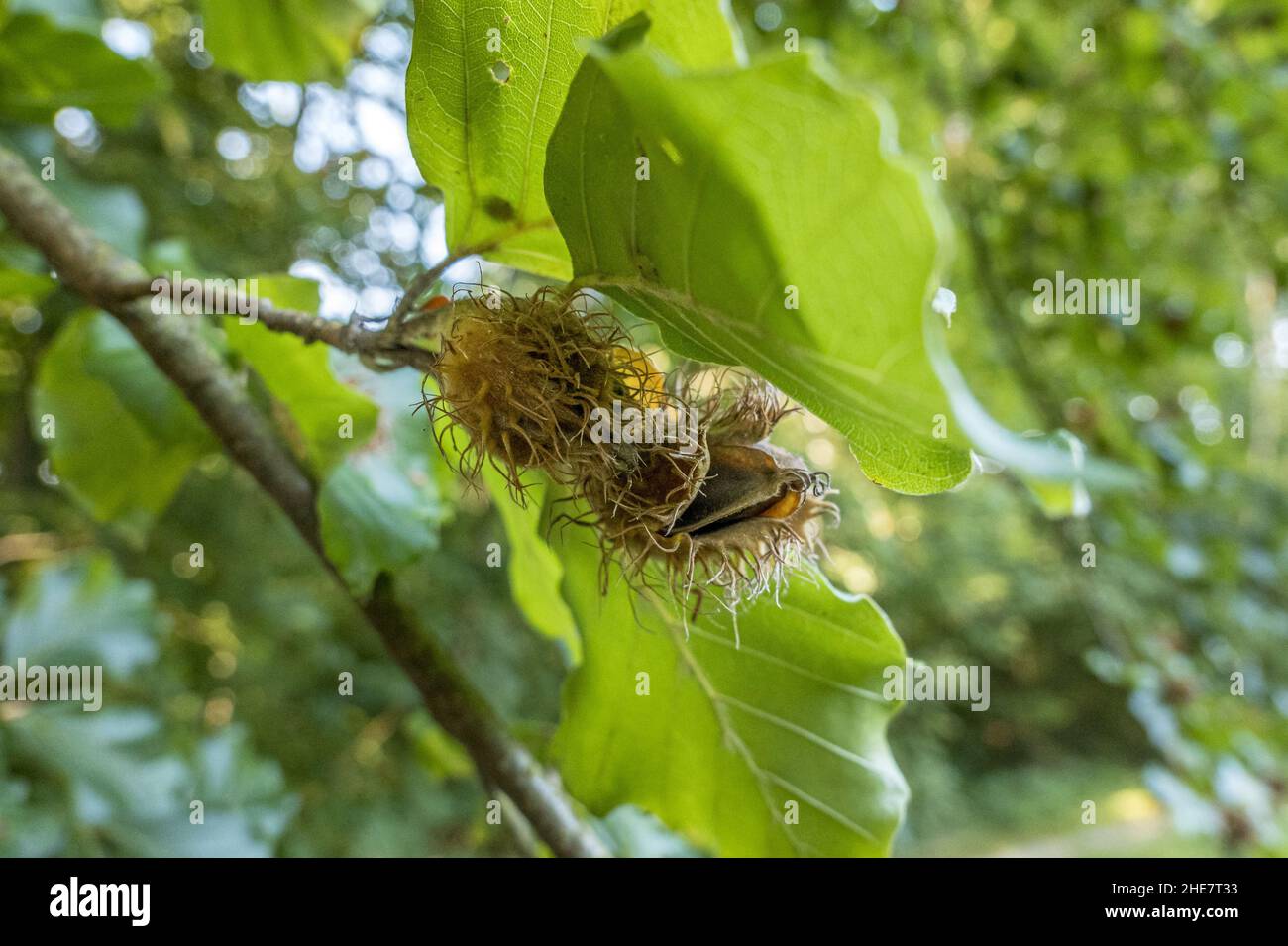 Edible beech nuts hi-res stock photography and images - Alamy