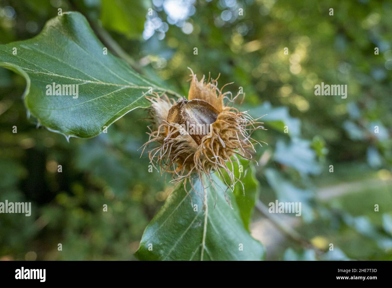 Edible beech nuts hi-res stock photography and images - Alamy