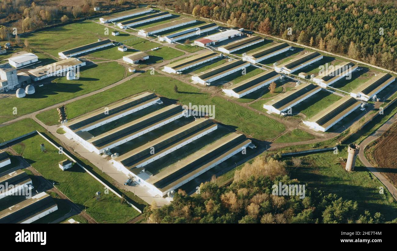 Aerial View Modern chicken farm, barns, Sheds. Bird's-eye View In Sunny ...
