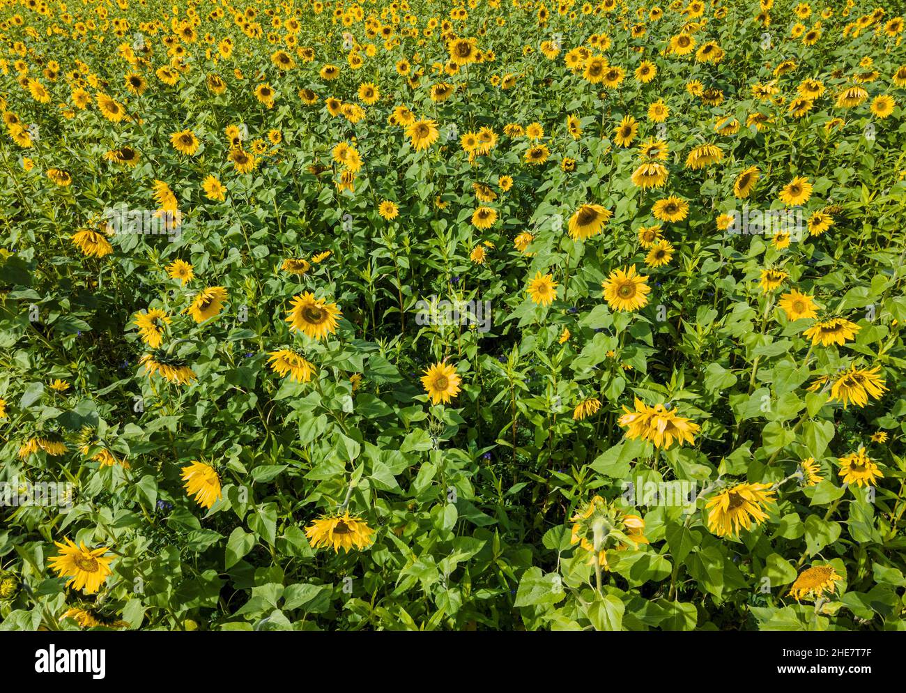 Sunflower field, Bavaria, Germany Stock Photo - Alamy