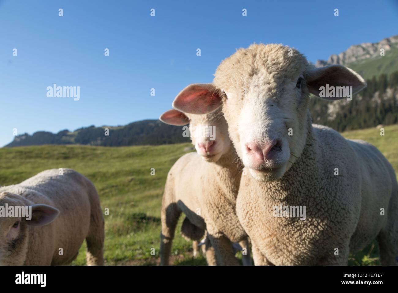 male young sheep on a meadow in the alps Stock Photo - Alamy