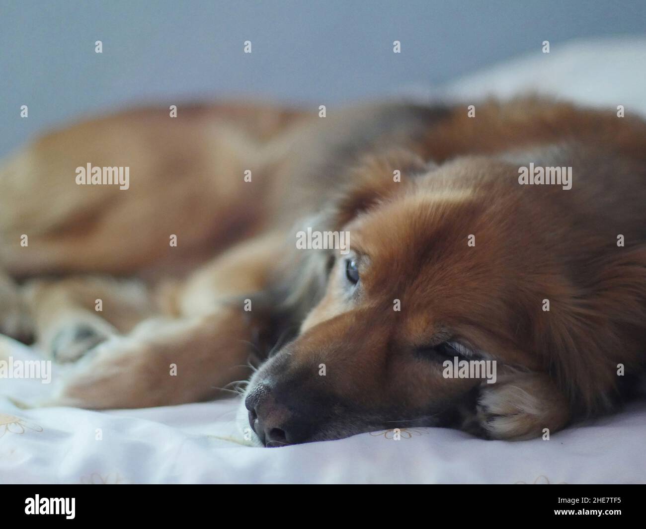 Lying dog. Dog lying on bed. Friend of human Stock Photo - Alamy