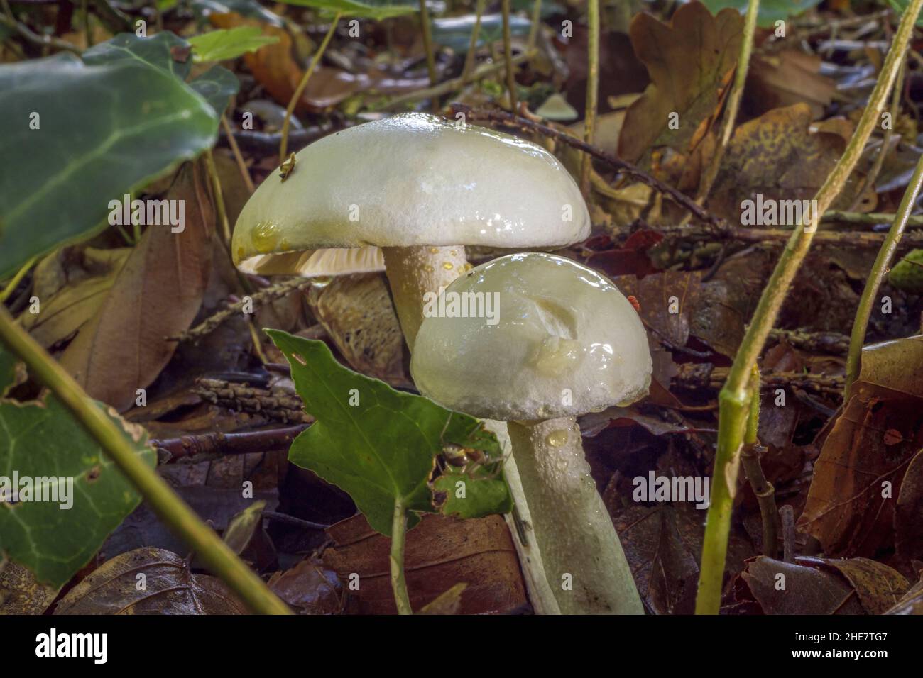 Fungus, Agrocybe praecox, or Spring Fieldcap Stock Photo - Alamy