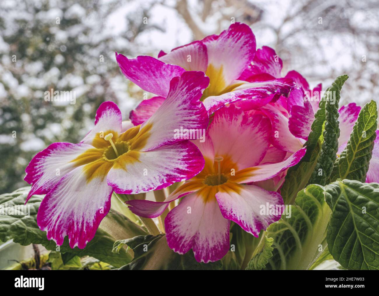 Common Primrose (Primula vulgaris Hybride Stock Photo - Alamy