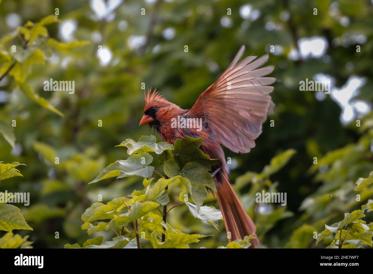 A Cardinal bird perched on a tree branch Stock Photo - Alamy
