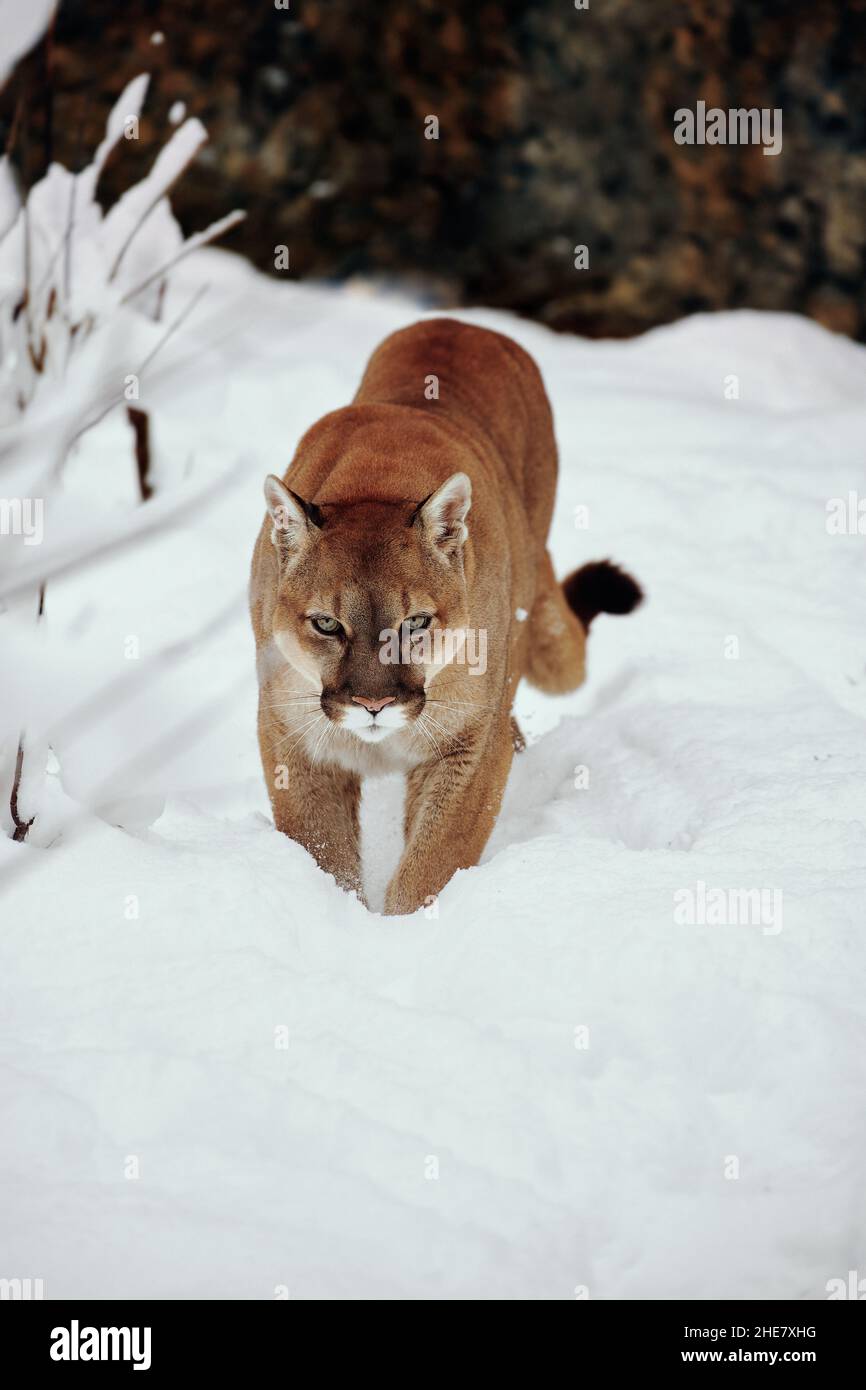 Puma in the winter woods, Mountain Lion look. Mountain lion hunts in a ...