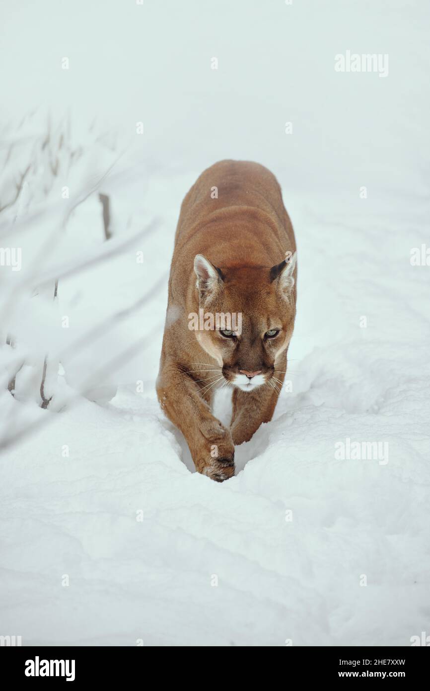 Puma in the winter woods, Mountain Lion look. Mountain lion hunts in a ...