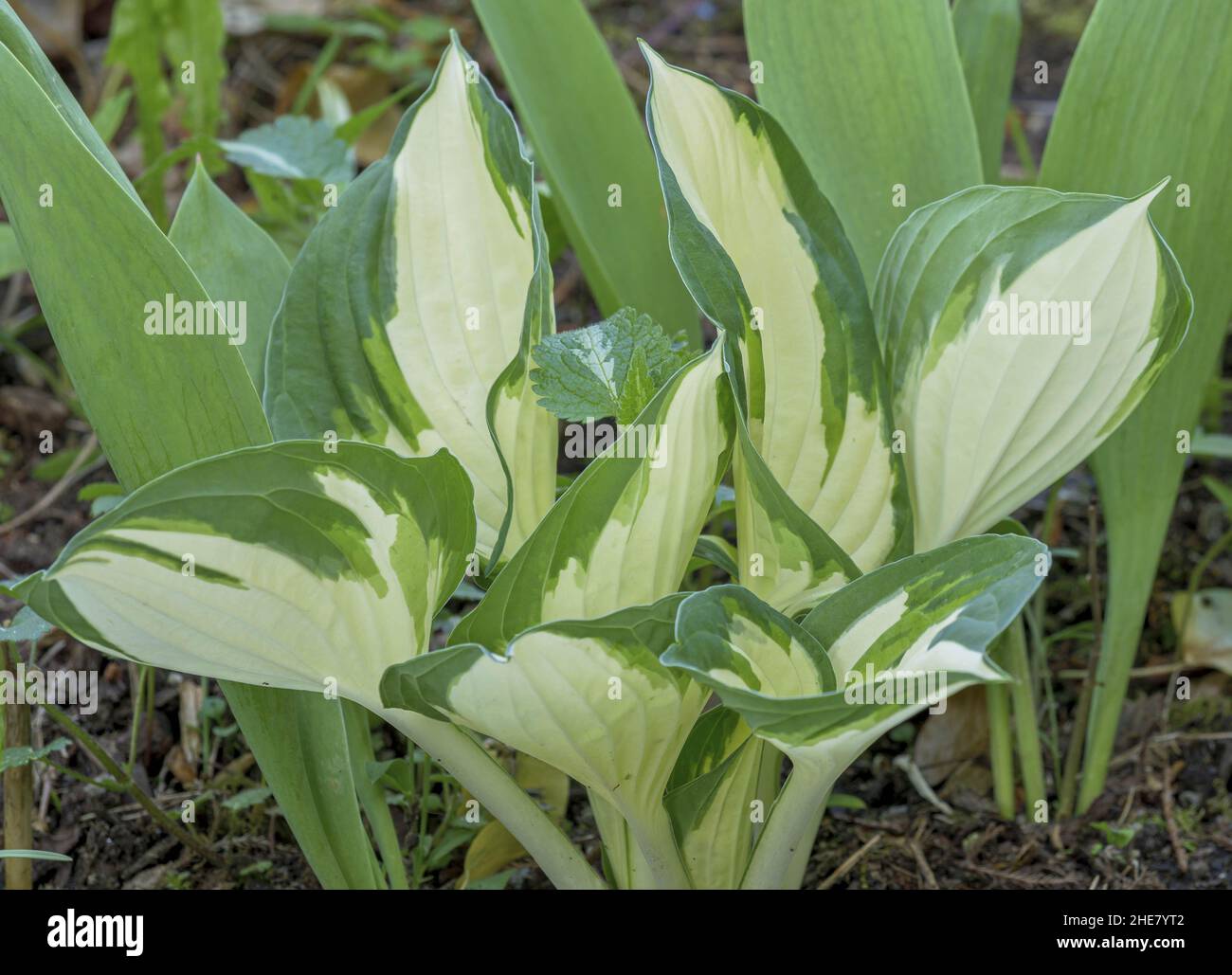 Hosta undulata (Hosta undulata Stock Photo - Alamy