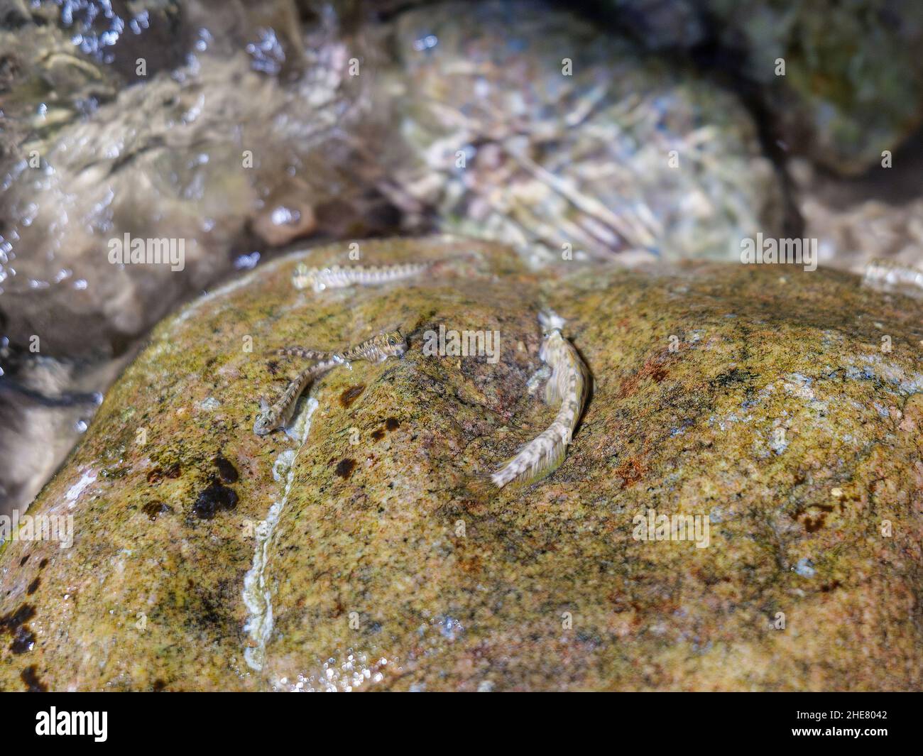 Barred mudskipper (Periophthalmus argentilineatus) in red sea Stock ...