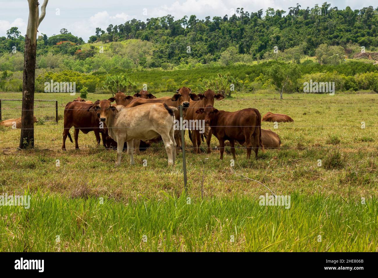 Cattle in a fenced paddocks in the country Stock Photo - Alamy