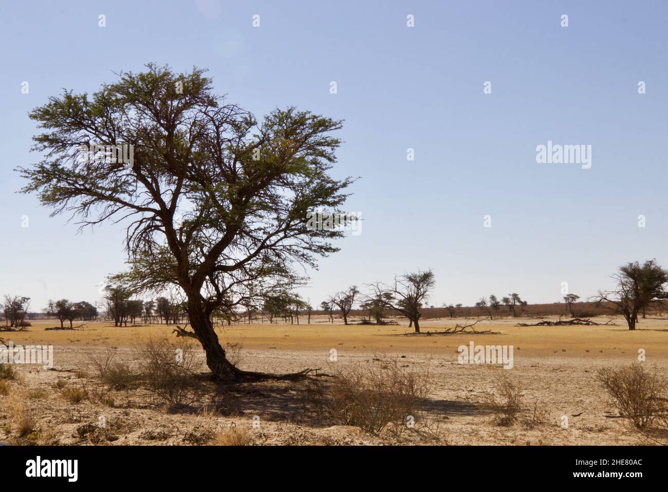 Arid Landscape of the Kgalagadi Stock Photo - Alamy