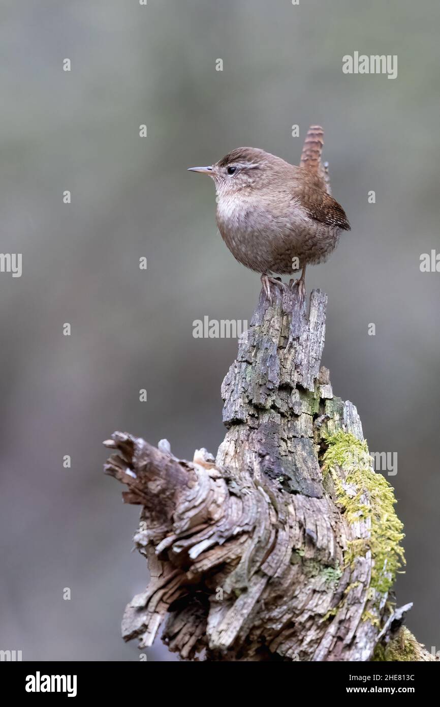 Early wren hi-res stock photography and images - Alamy
