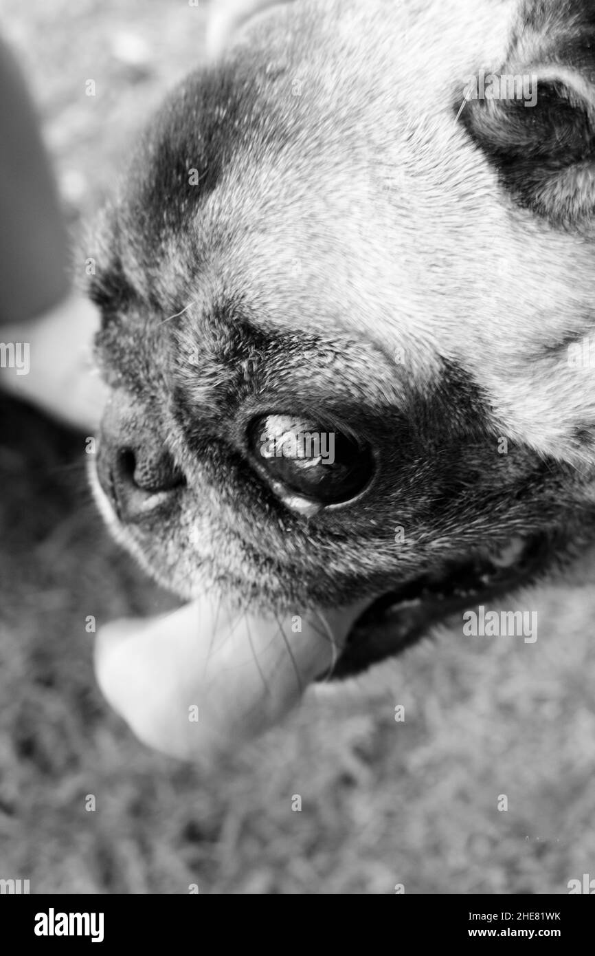 Pet brazil Black and White Stock Photos & Images - Alamy