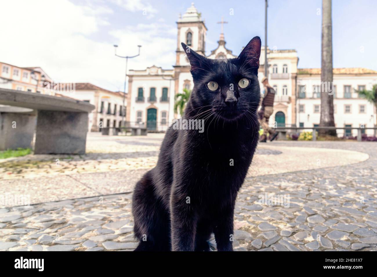 Black cat walking in the streets of the city center. Salvador, Bahia ...