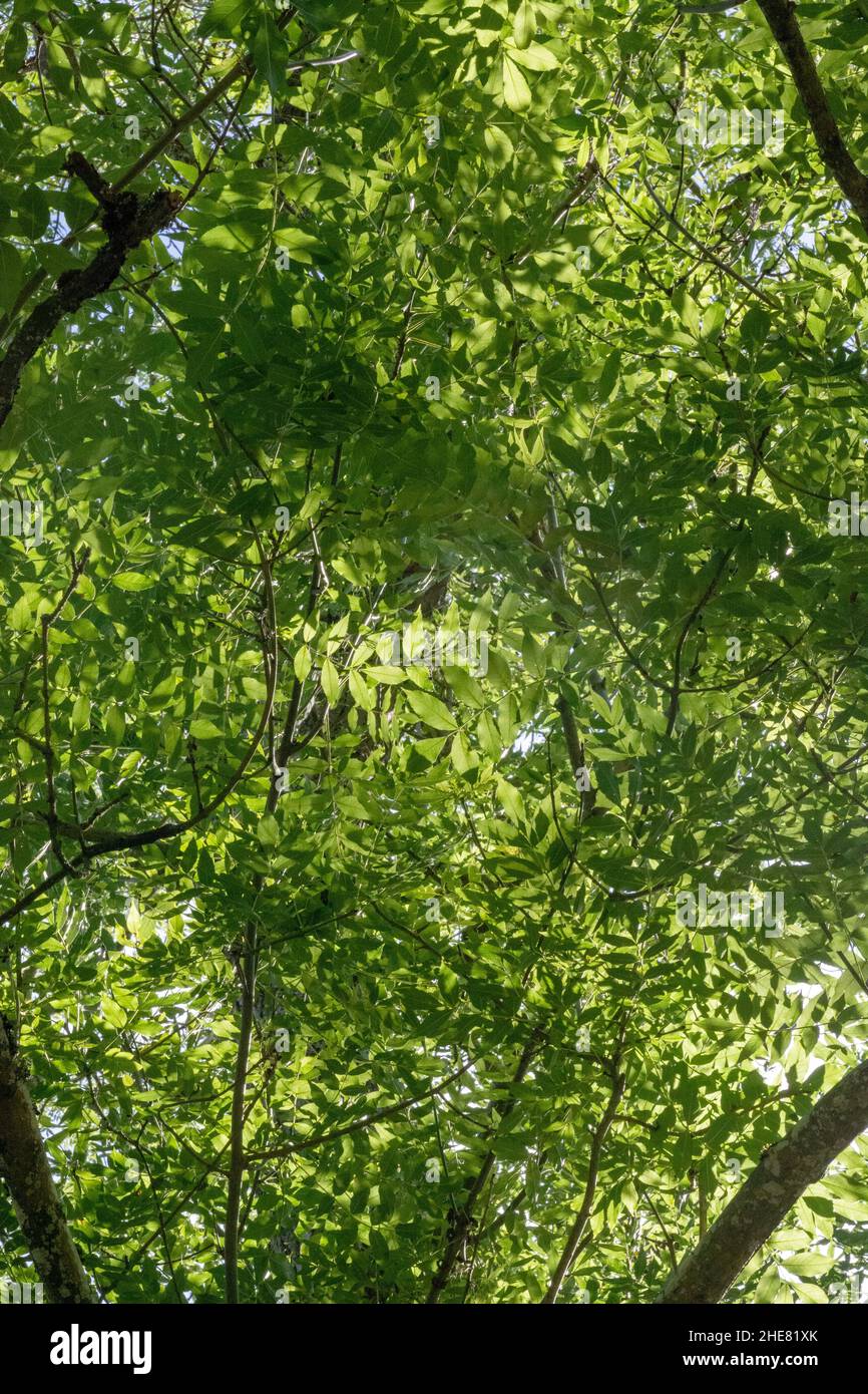 Ash dieback canopy hi-res stock photography and images - Alamy