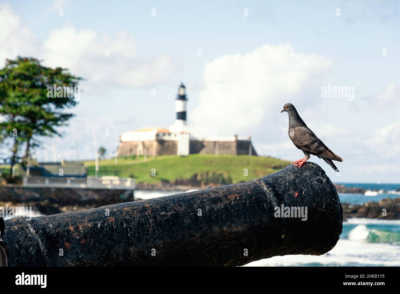 Black pigeons on top of a cannon in the port of Barra. Salvador, Bahia ...