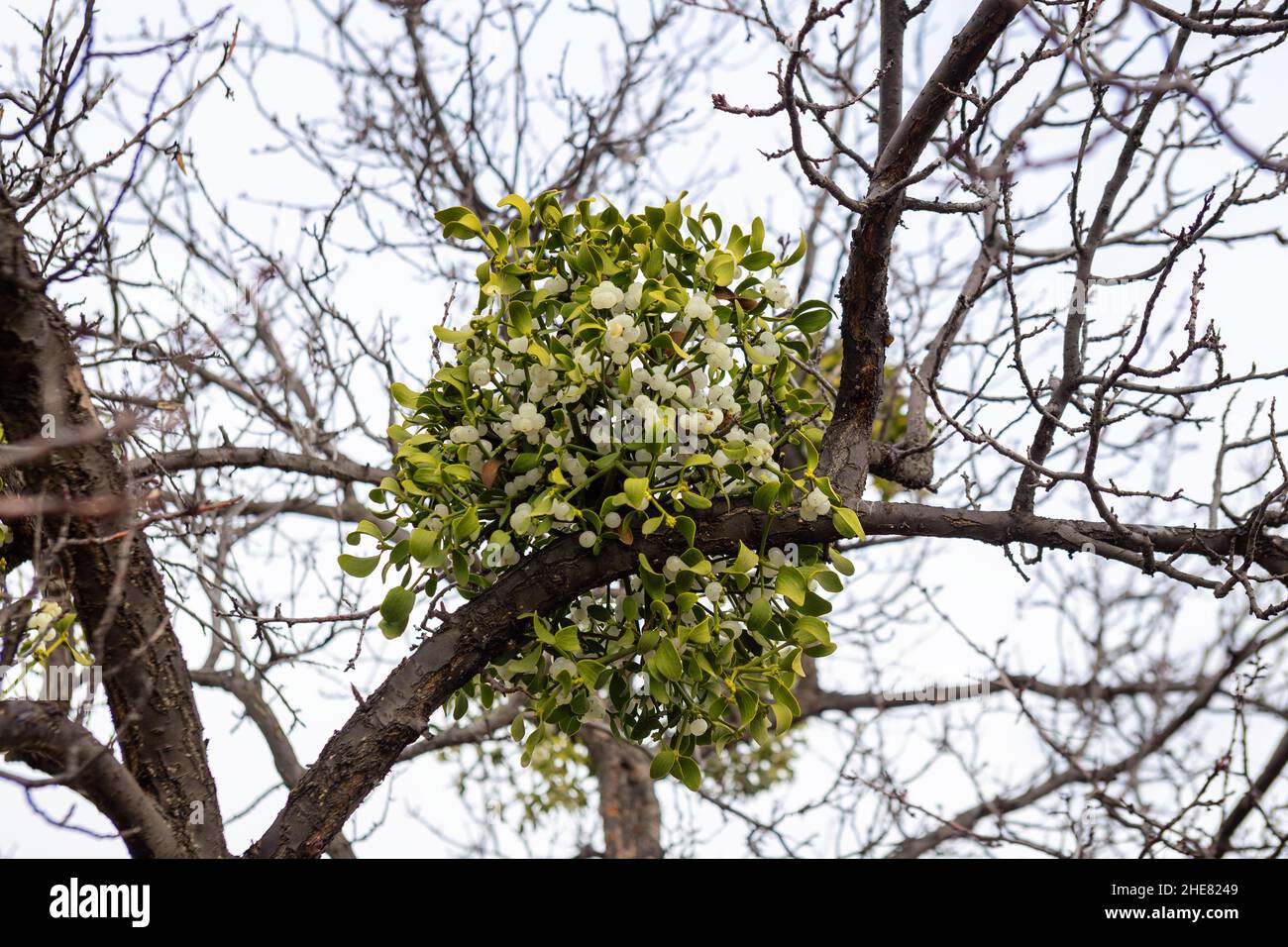Mistletoe bush (Viscum album) with evergreen leaves and white berries ...