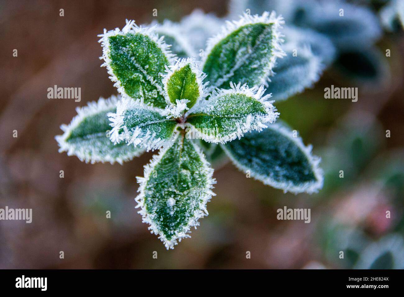 Frost covered flora hi-res stock photography and images - Alamy
