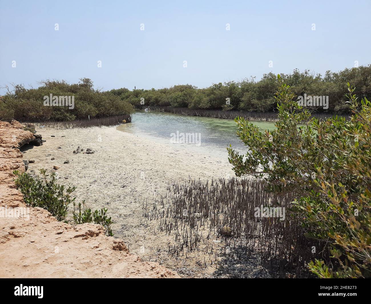 Nabq National Park Egypt. mangroves in the desert Stock Photo - Alamy