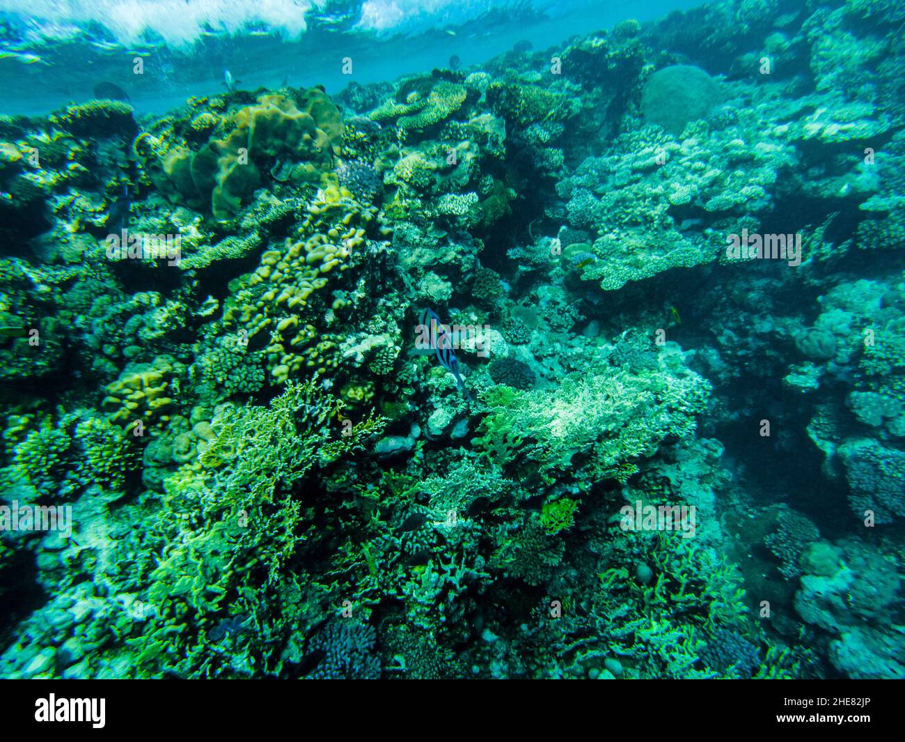 corals in the red sea. view of the bottom of the red sea Stock Photo ...