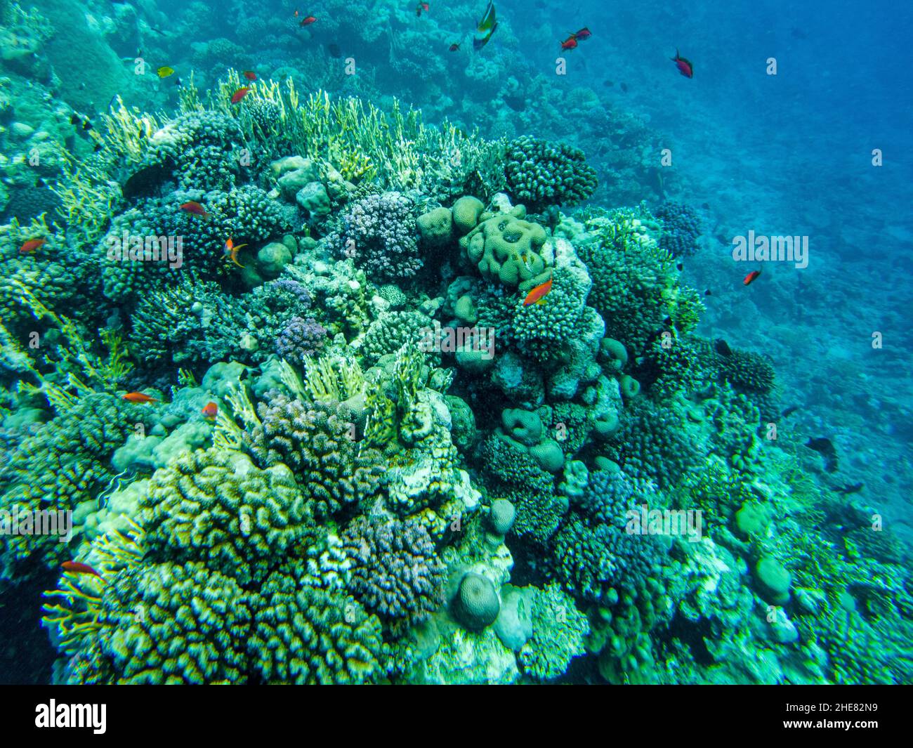 corals in the red sea. view of the bottom of the red sea Stock Photo ...