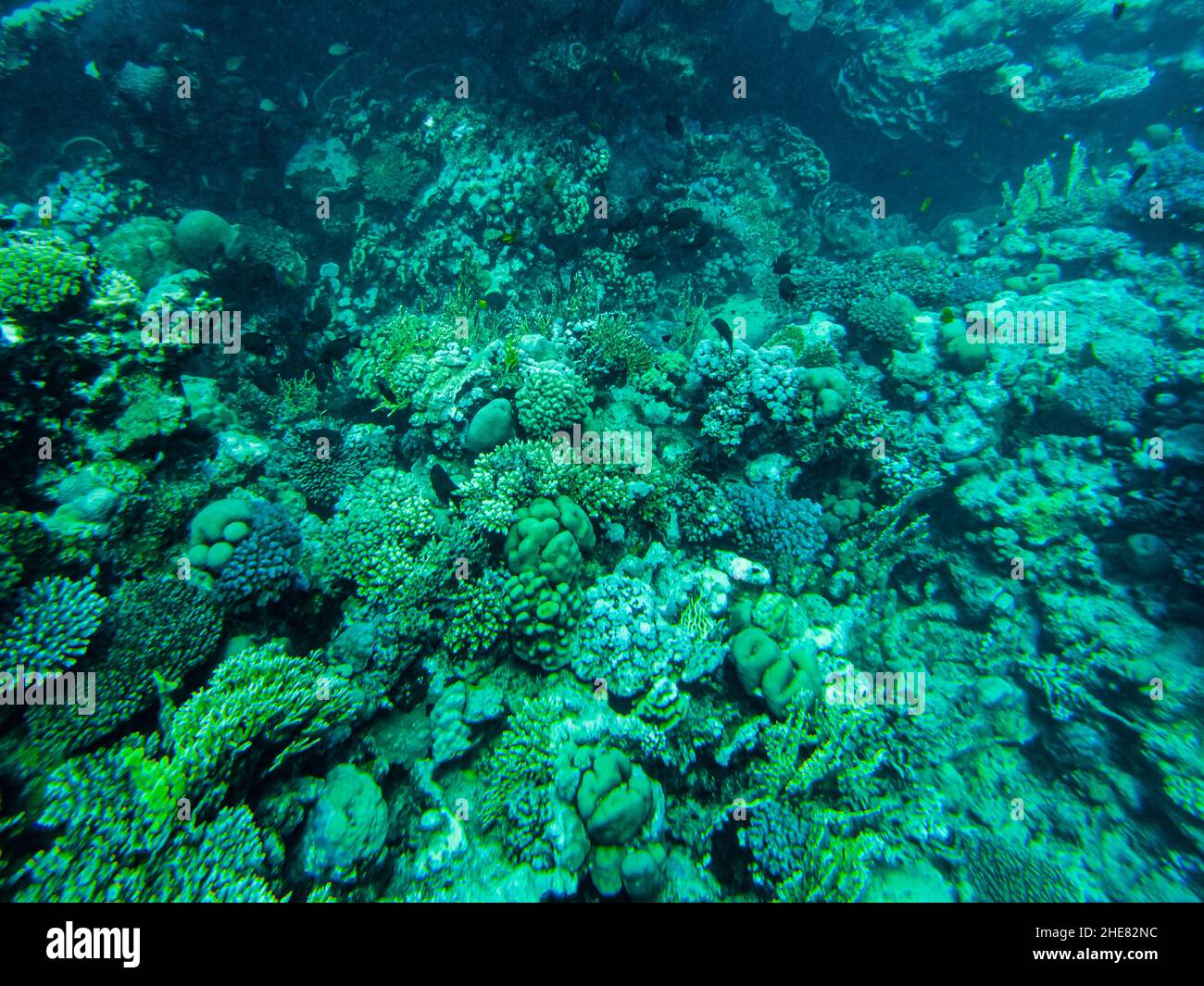 corals in the red sea. view of the bottom of the red sea Stock Photo ...