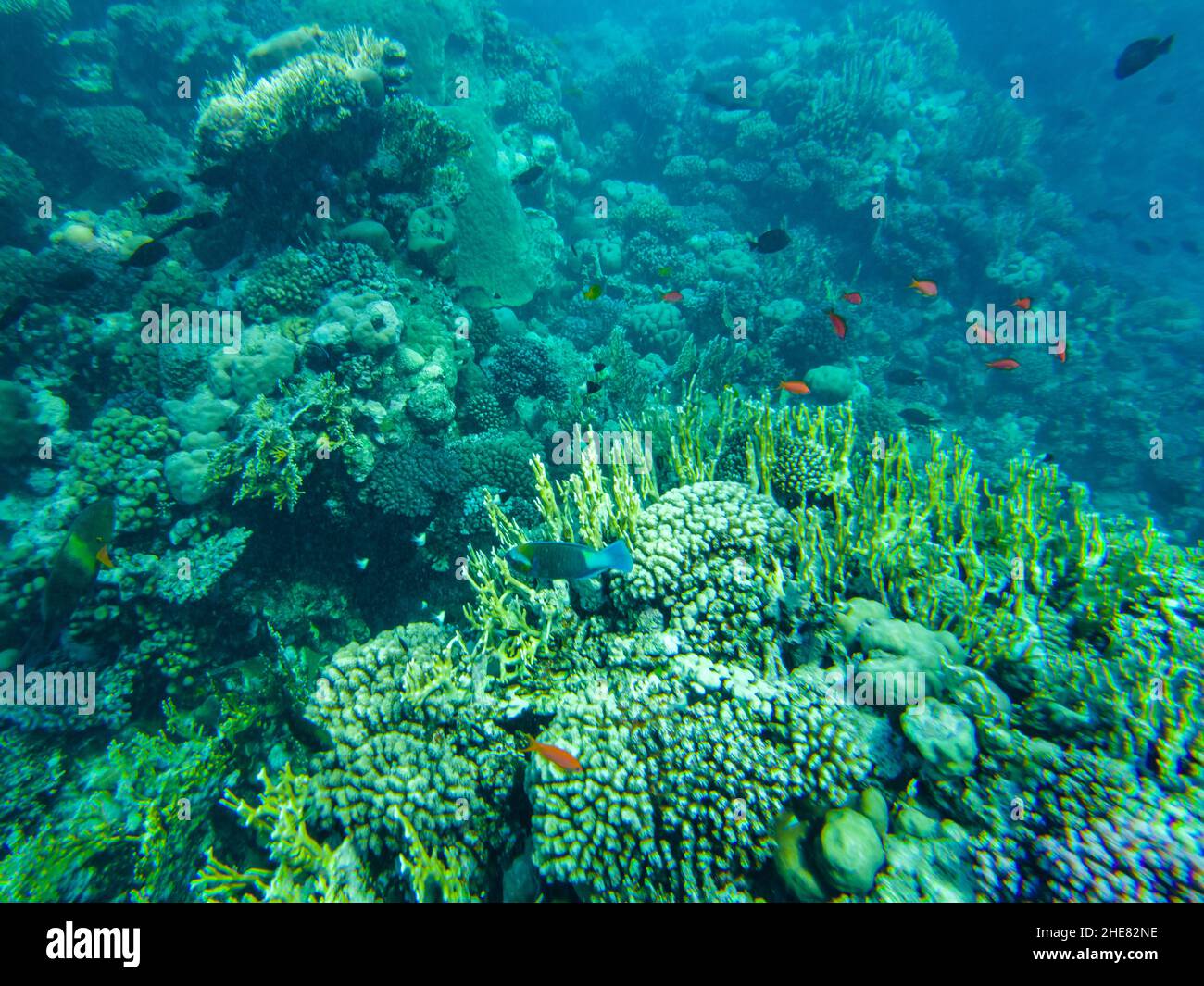 corals in the red sea. view of the bottom of the red sea Stock Photo ...